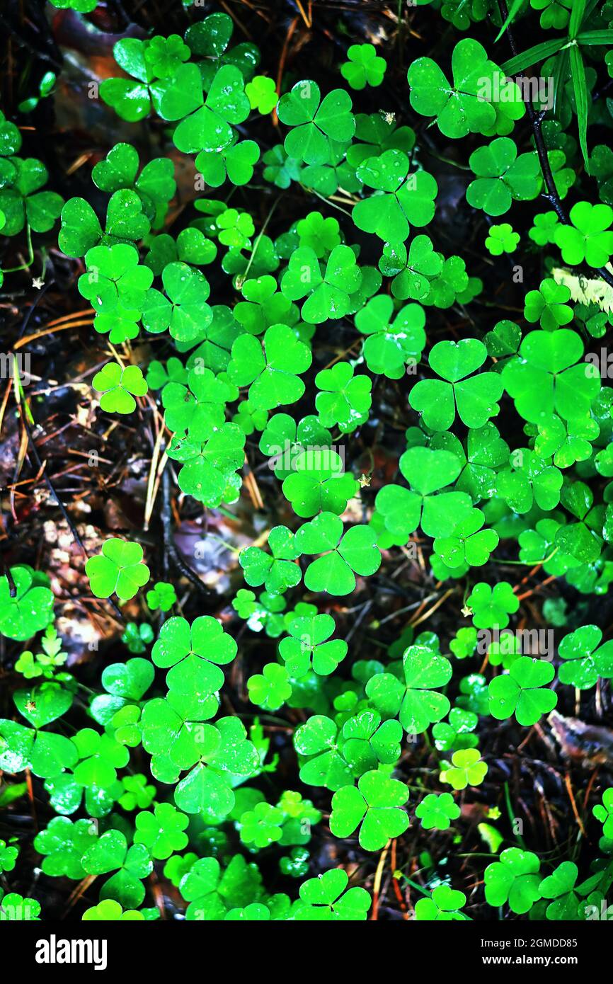 Background from plant clover four leaf. Irish traditional symbol. St ...