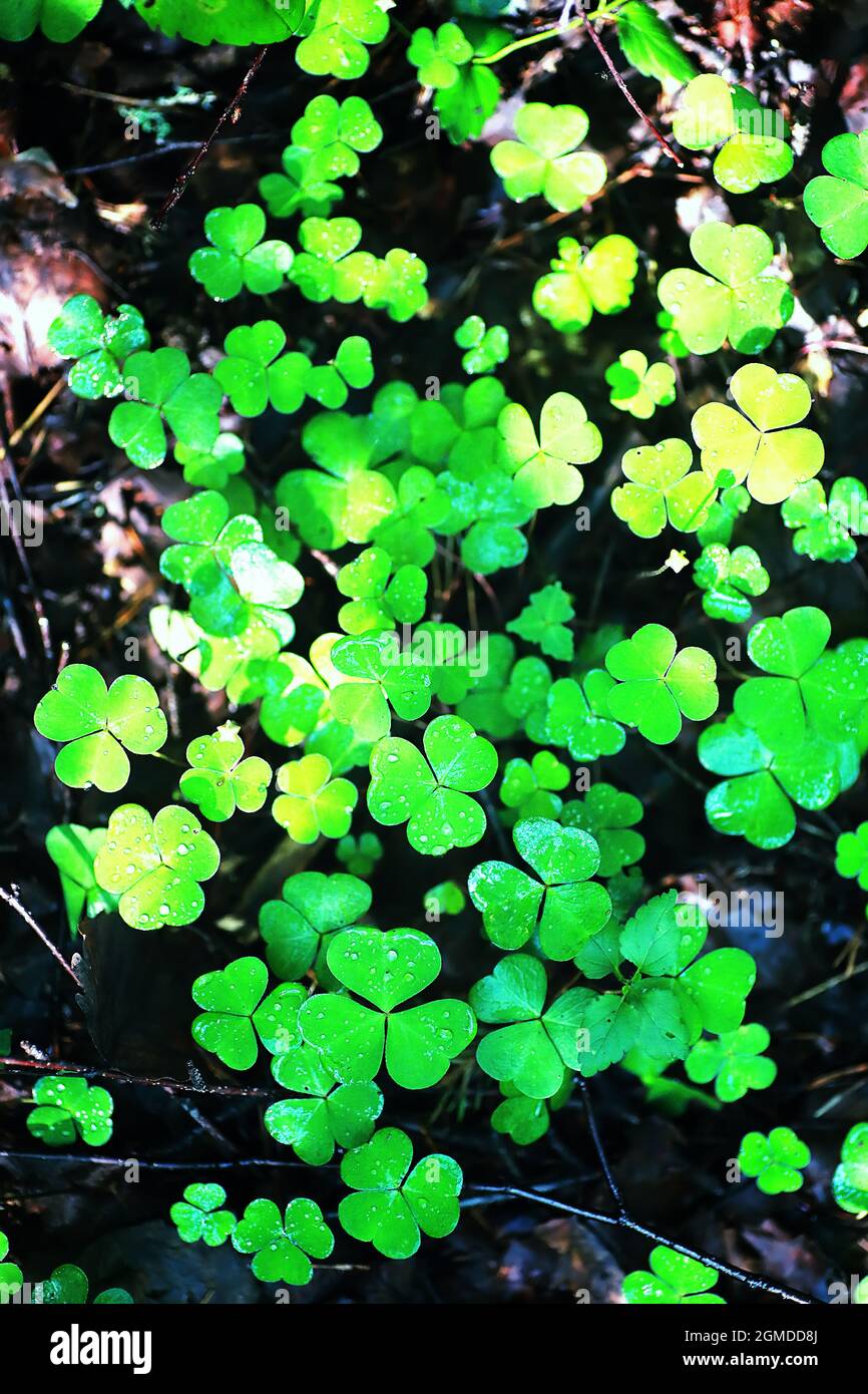 Background from plant clover four leaf. Irish traditional symbol. St ...