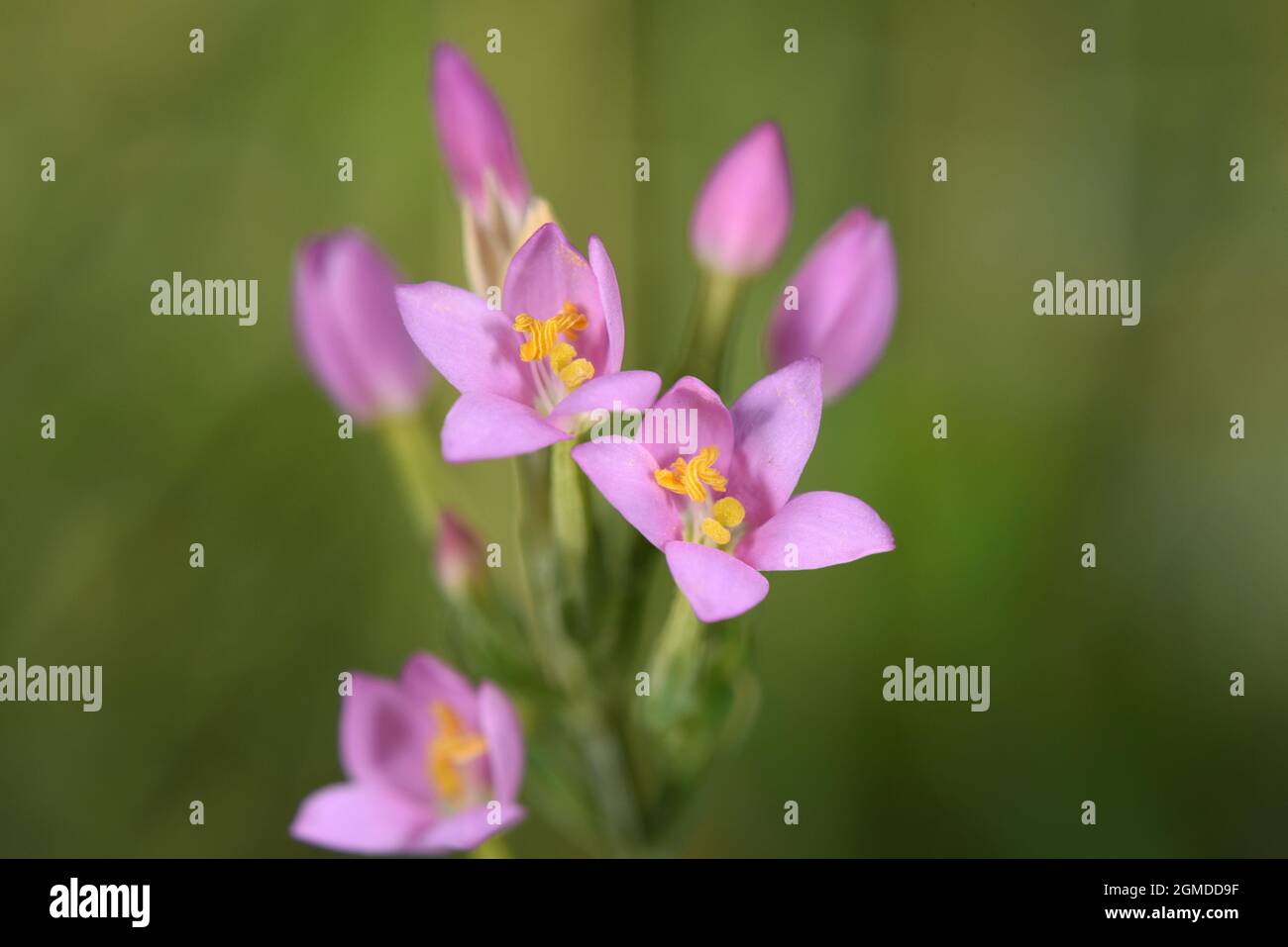 Lesser Centaury - Centaurium pulchellum Stock Photo - Alamy