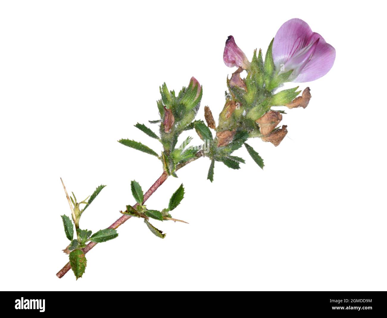 Spiny Restharrow - Ononis spinosa Stock Photo - Alamy