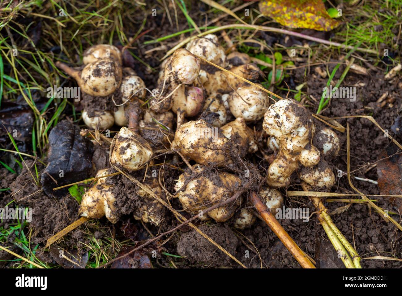 Jerusalem artichoke plant hi-res stock photography and images - Alamy