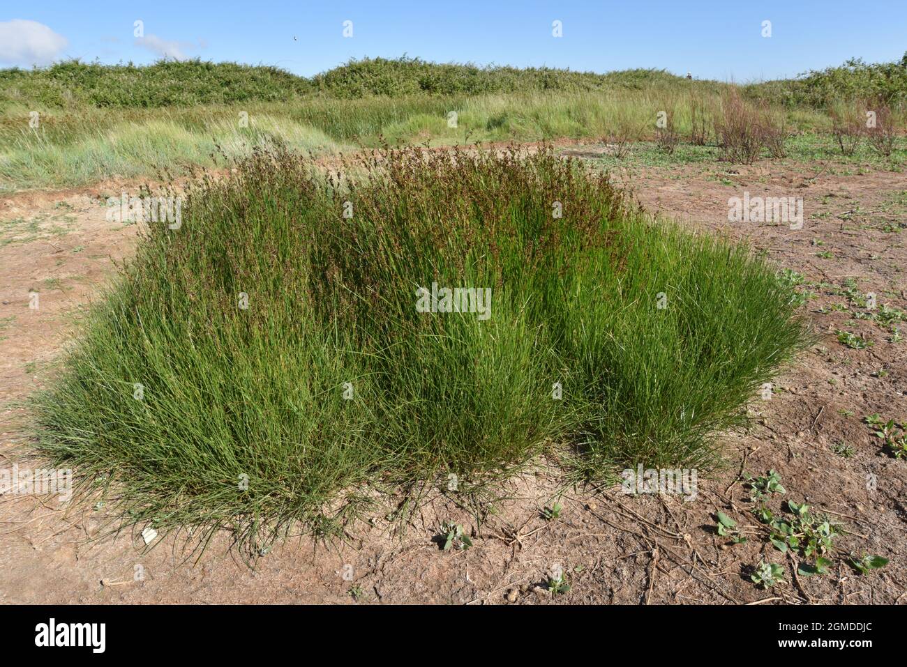 Saltmarsh Rush - Juncus gerardii Stock Photo - Alamy