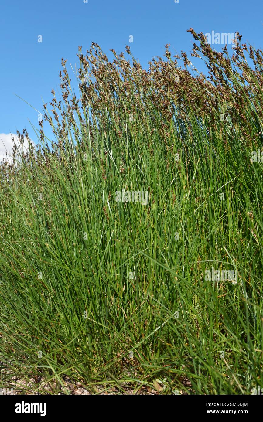 Saltmarsh Rush - Juncus gerardii Stock Photo - Alamy