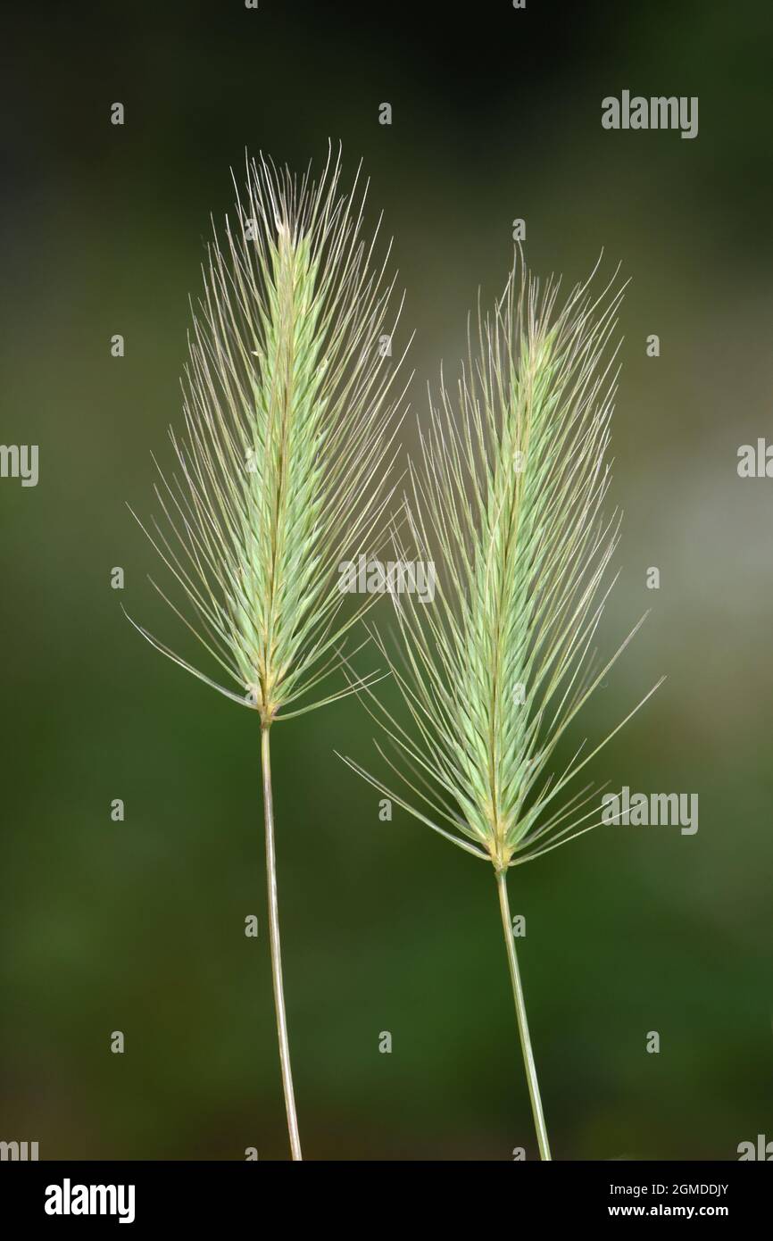 Marinum hi-res stock photography and images - Alamy