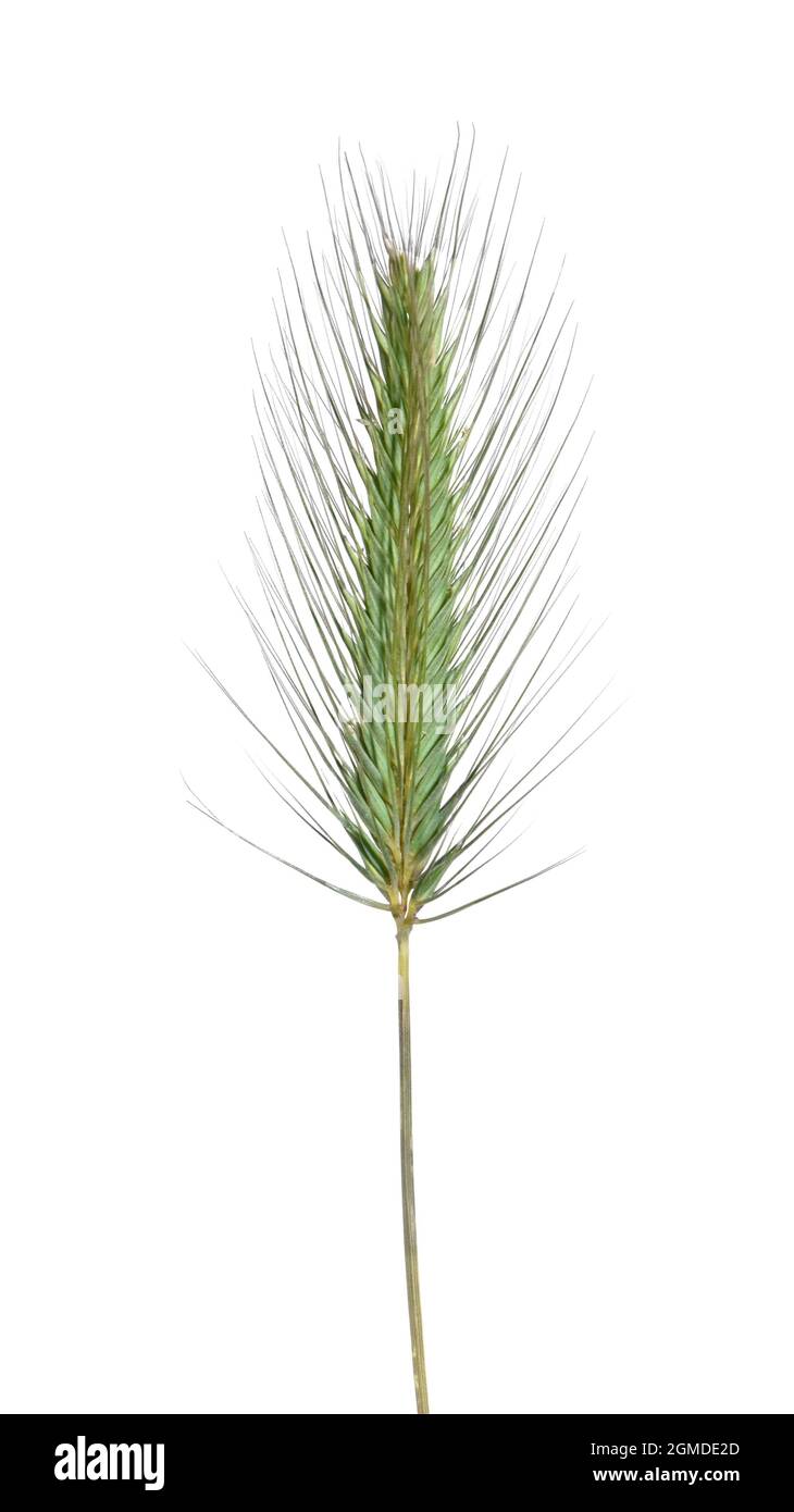 Marinum hi-res stock photography and images - Alamy