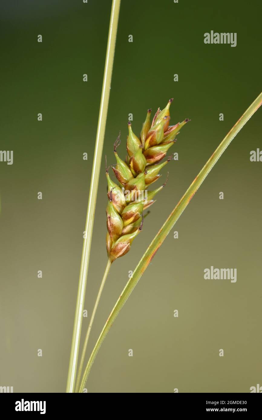 Carex distans hi-res stock photography and images - Alamy