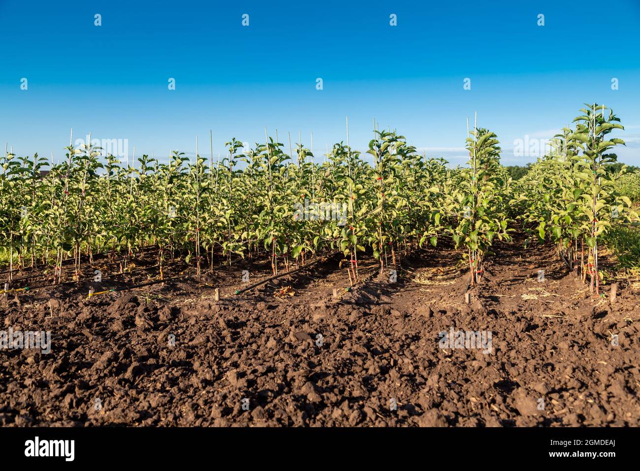 Apple tree seedlings in the nursery on drip irrigation Stock Photo - Alamy