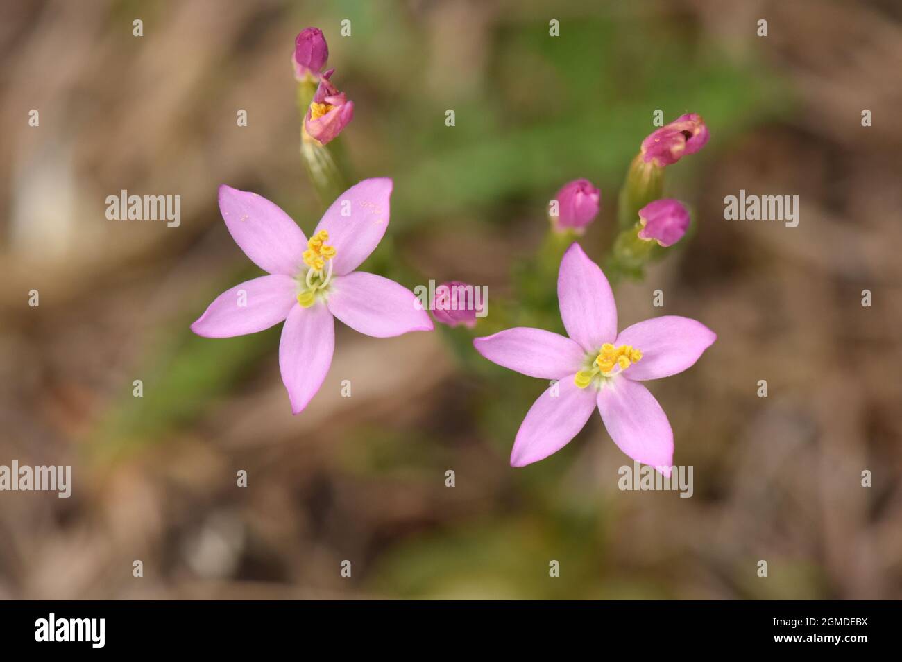 Lesser Centaury - Centaurium pulchellum Stock Photo - Alamy