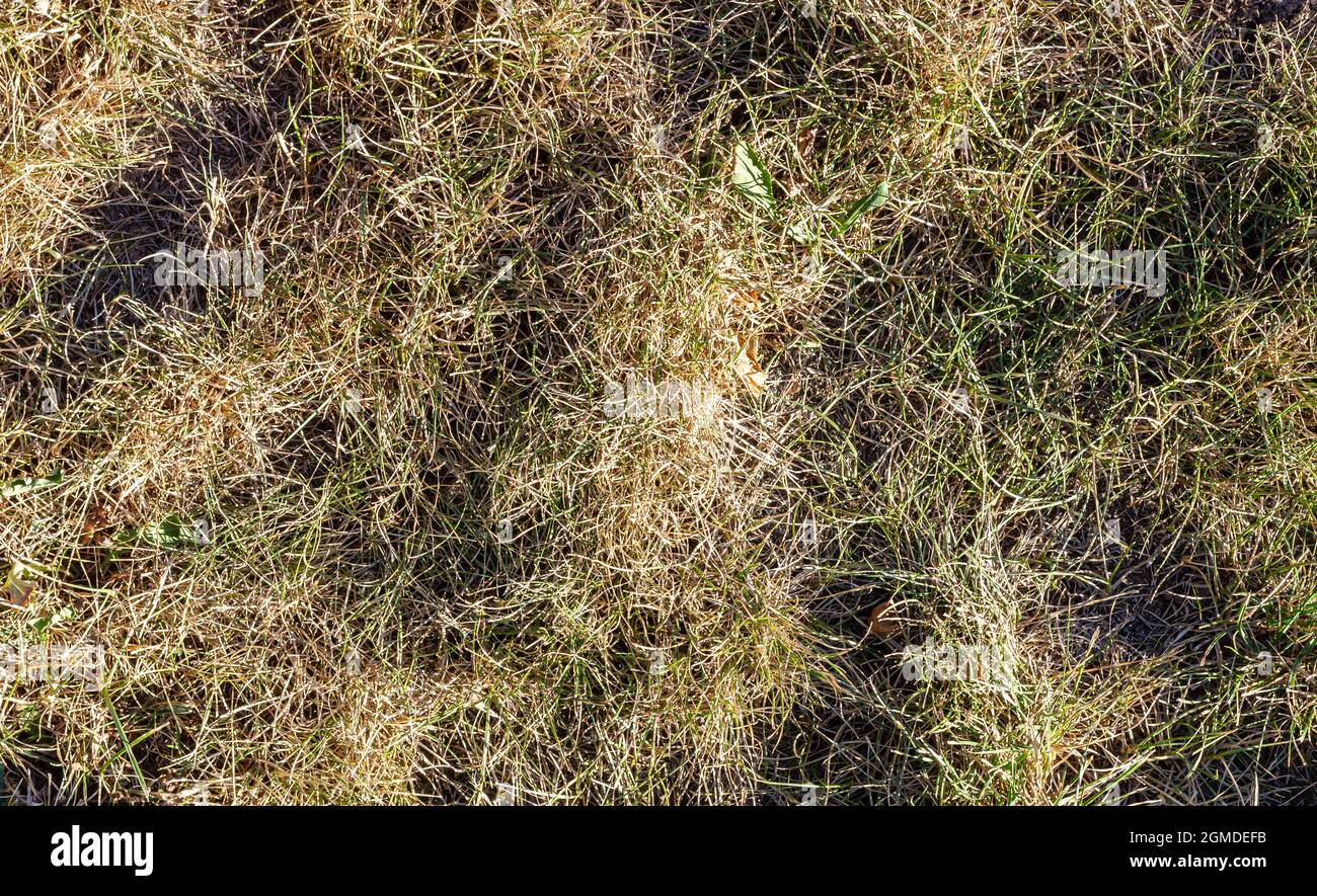 Dry grass. Dry lawn. Old ruined lawn Stock Photo - Alamy