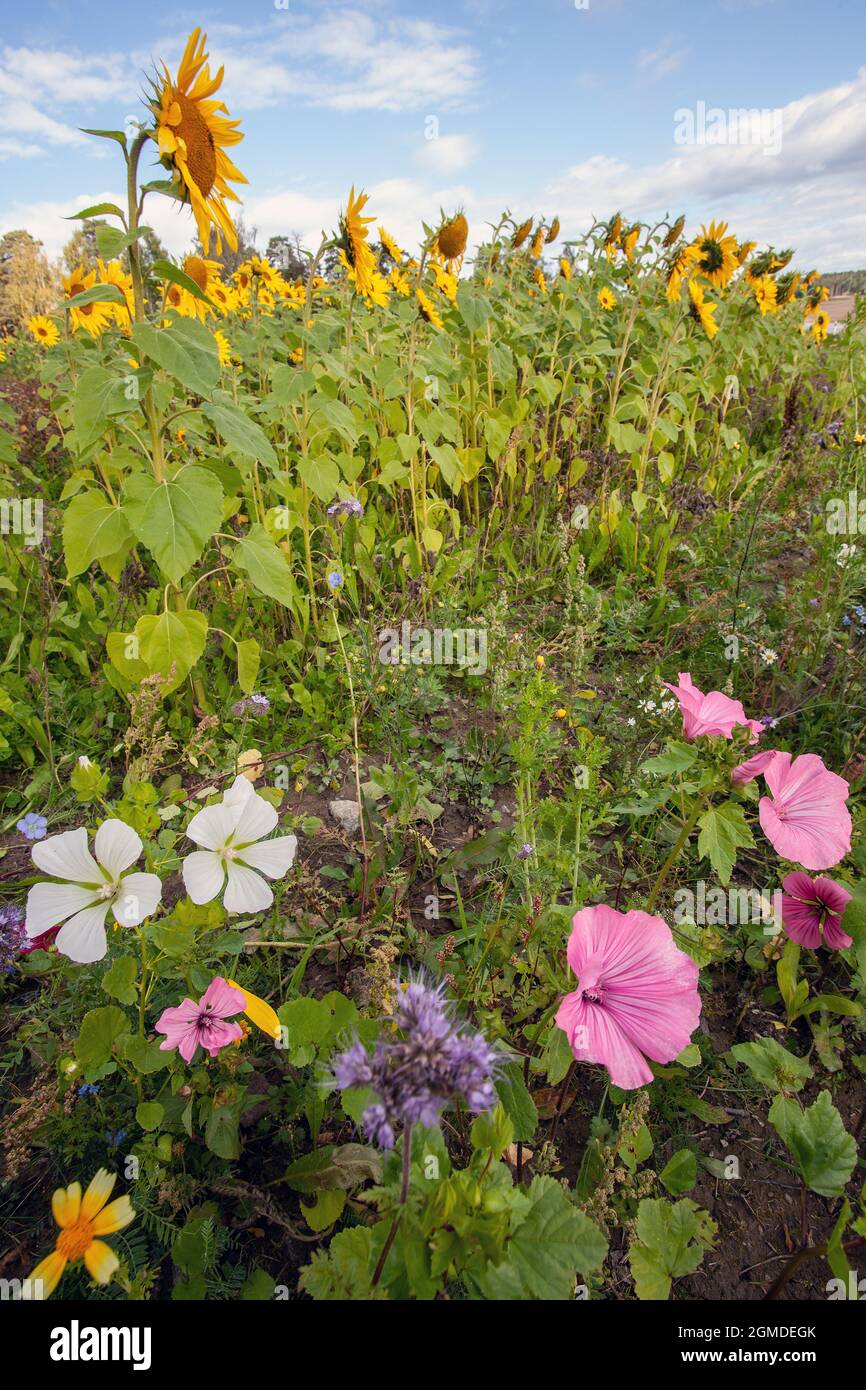 Yellow flowerfield hi-res stock photography and images - Alamy