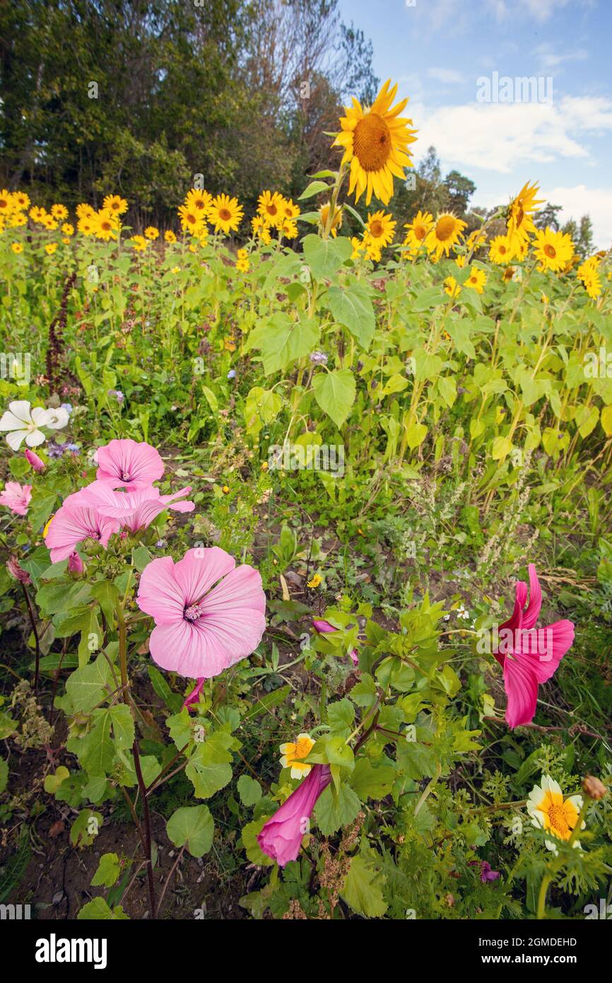 Yellow flowerfield hi-res stock photography and images - Alamy