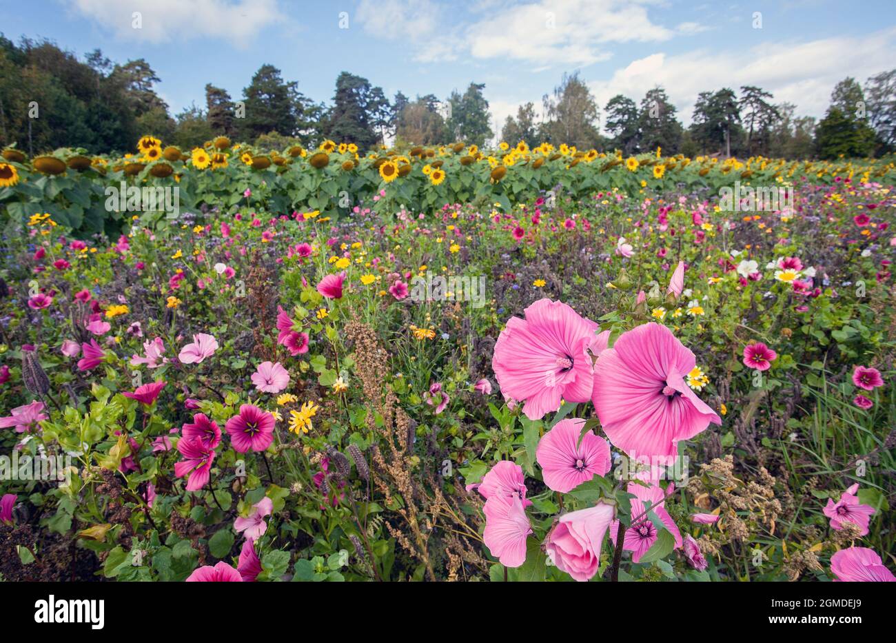 Flowerfield hi-res stock photography and images - Alamy