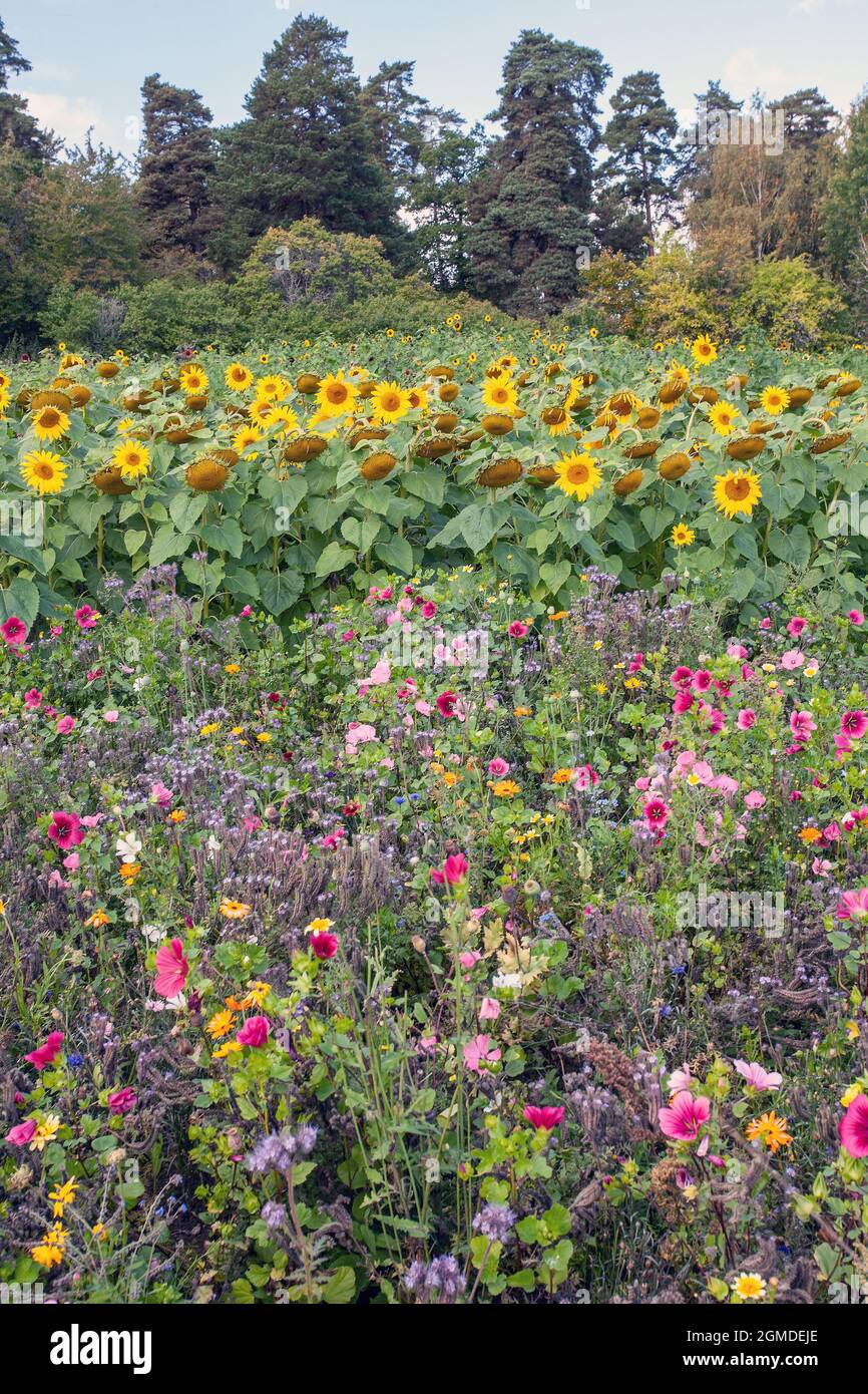 Yellow flowerfield hi-res stock photography and images - Alamy