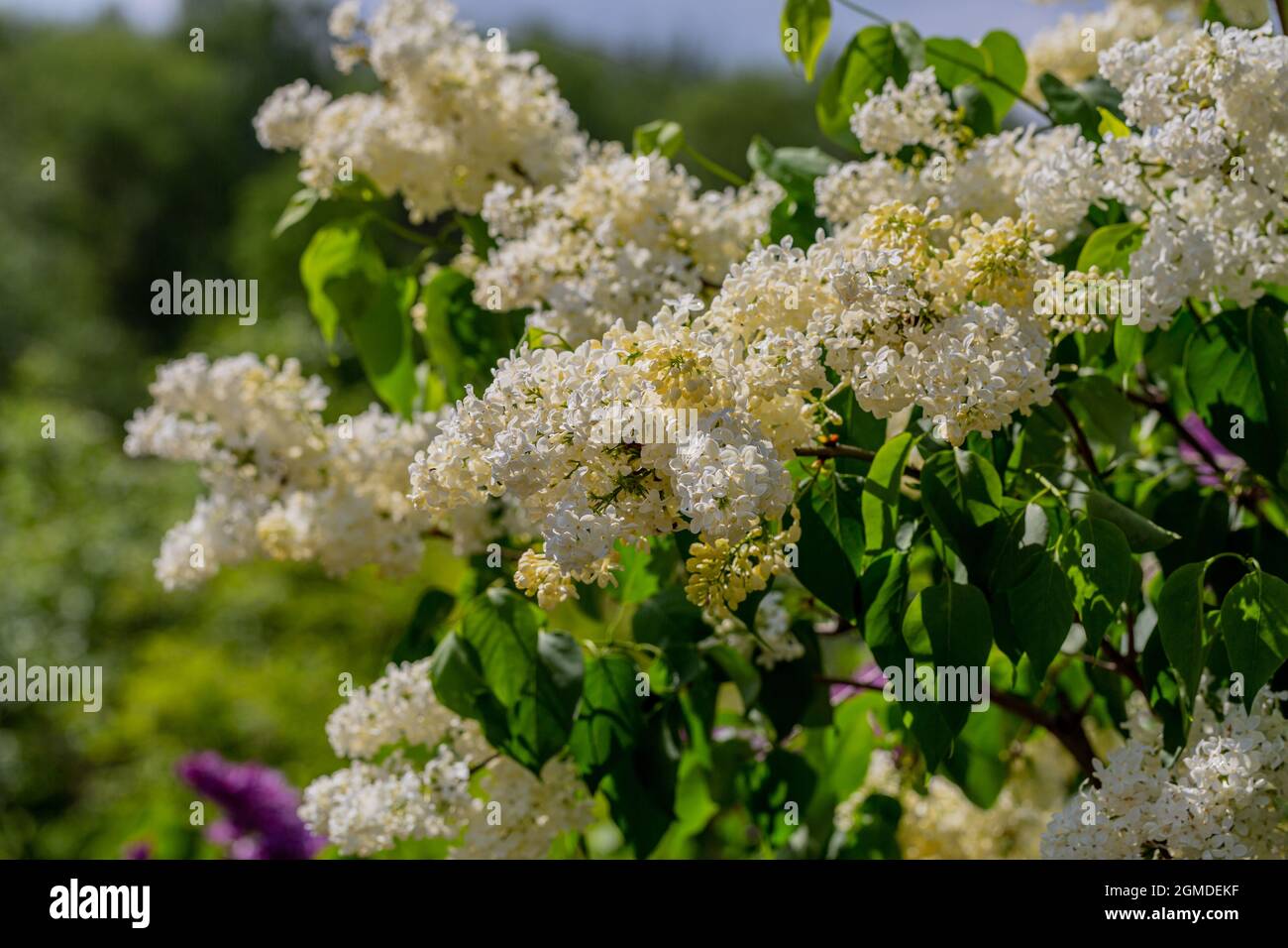 Blooming yellow lilac Primrose Syringa vulgaris in garden Stock Photo ...