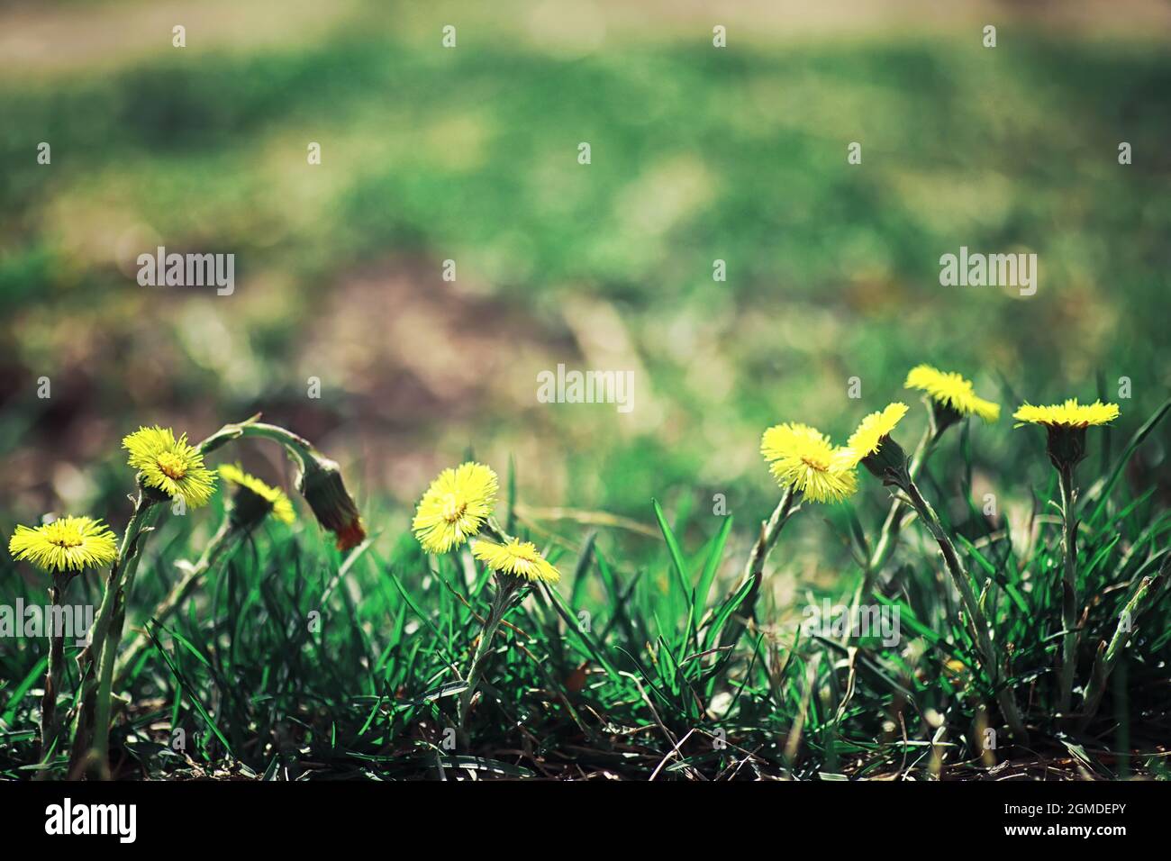 Bright spring greens at dawn in the forest. Nature comes to life in ...