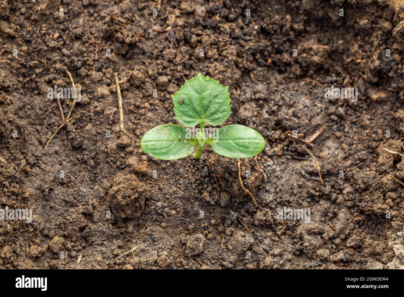 Young sprout new cucumber plant at soil Stock Photo - Alamy