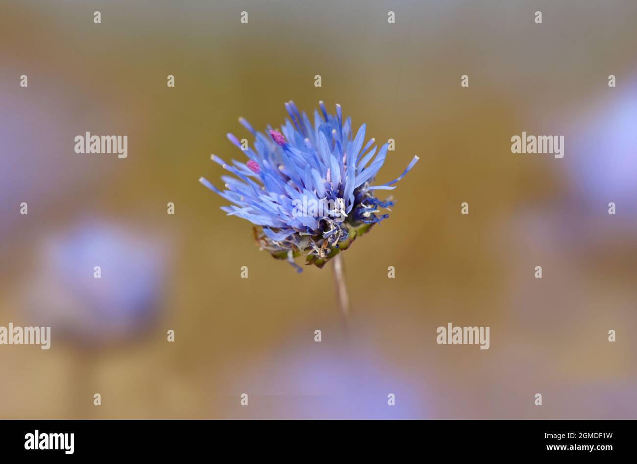 Sheeps bit hi-res stock photography and images - Alamy