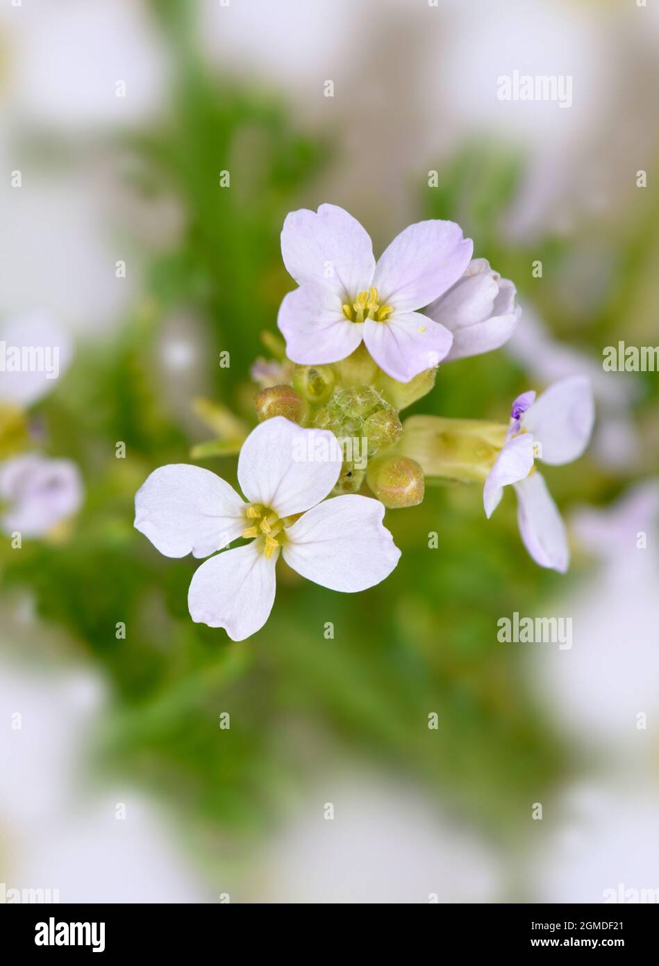 Sea Rocket - Cakile maritima Stock Photo - Alamy