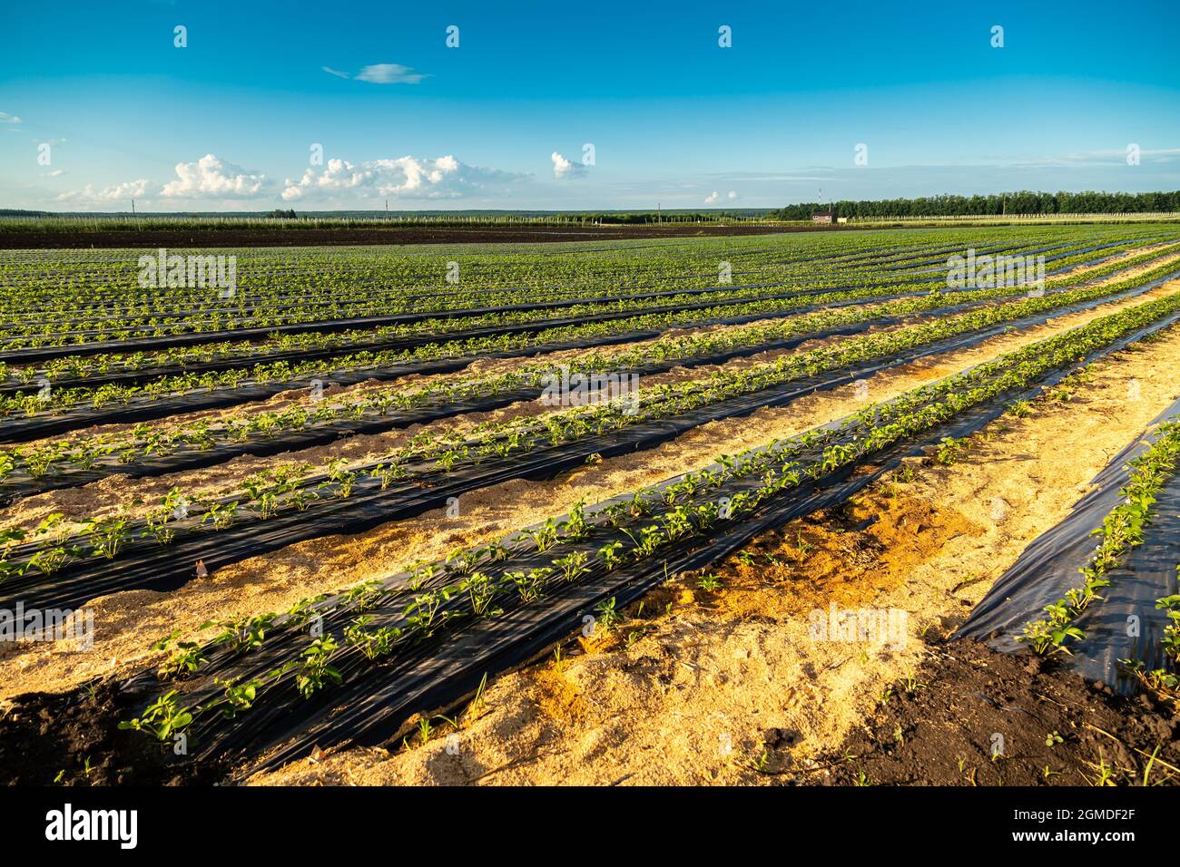 Strawberry plantation under mulch foil and with drip irrigation. Plants ...