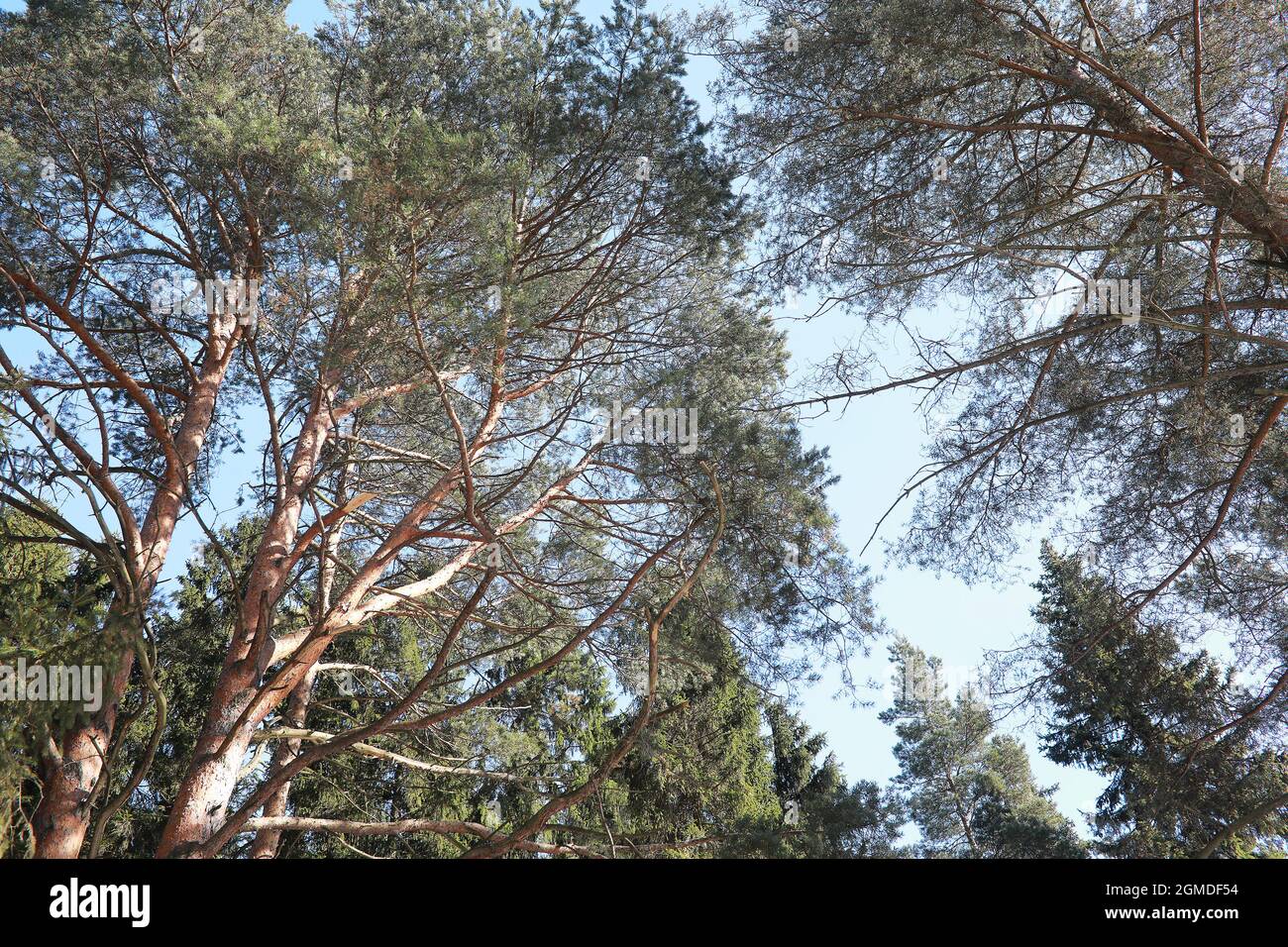 The tops of evergreen trees against the blue sky Stock Photo - Alamy