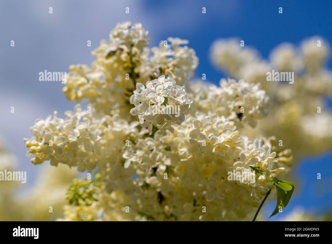 Syringa vulgaris ‘primrose’ hi-res stock photography and images - Alamy