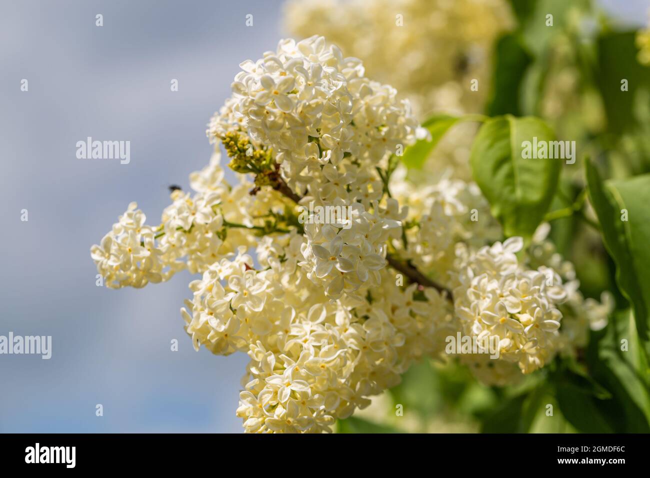 Syringa vulgaris ‘primrose’ hi-res stock photography and images - Alamy