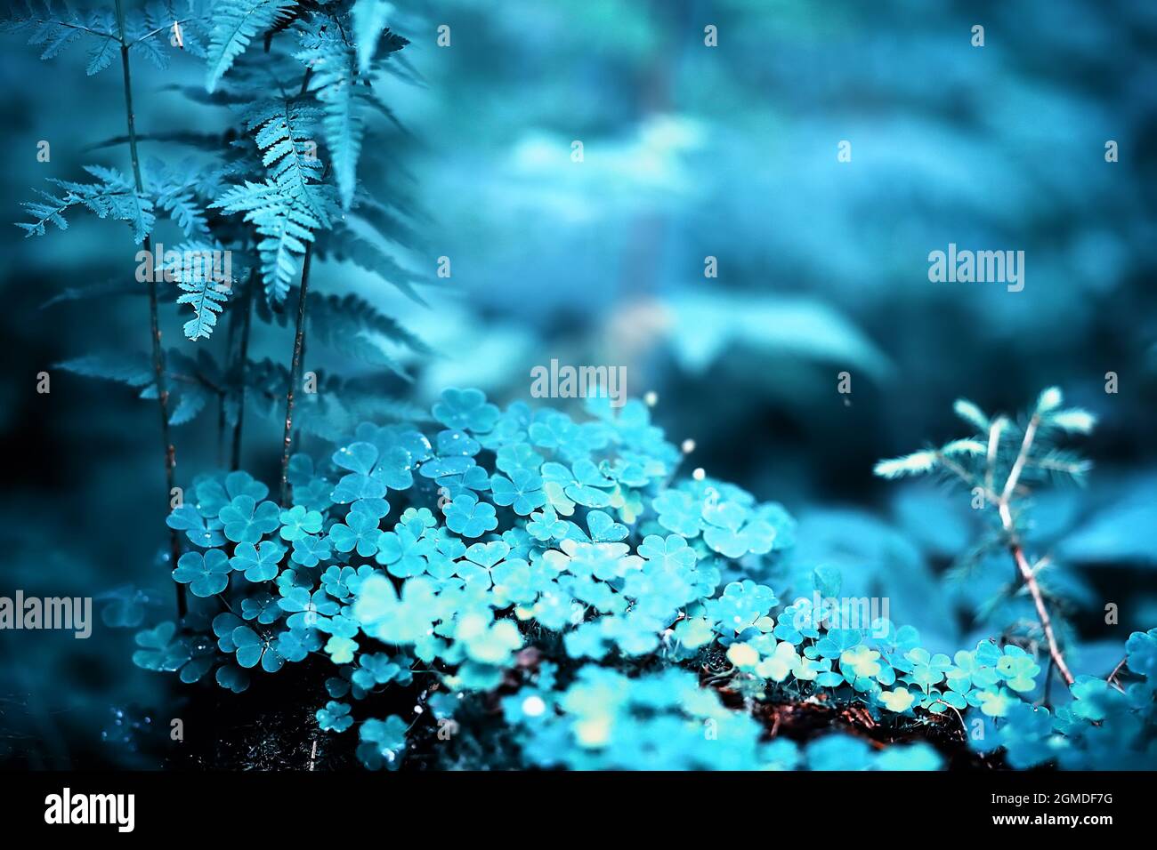 Background from plant clover four leaf. Irish traditional symbol. St ...