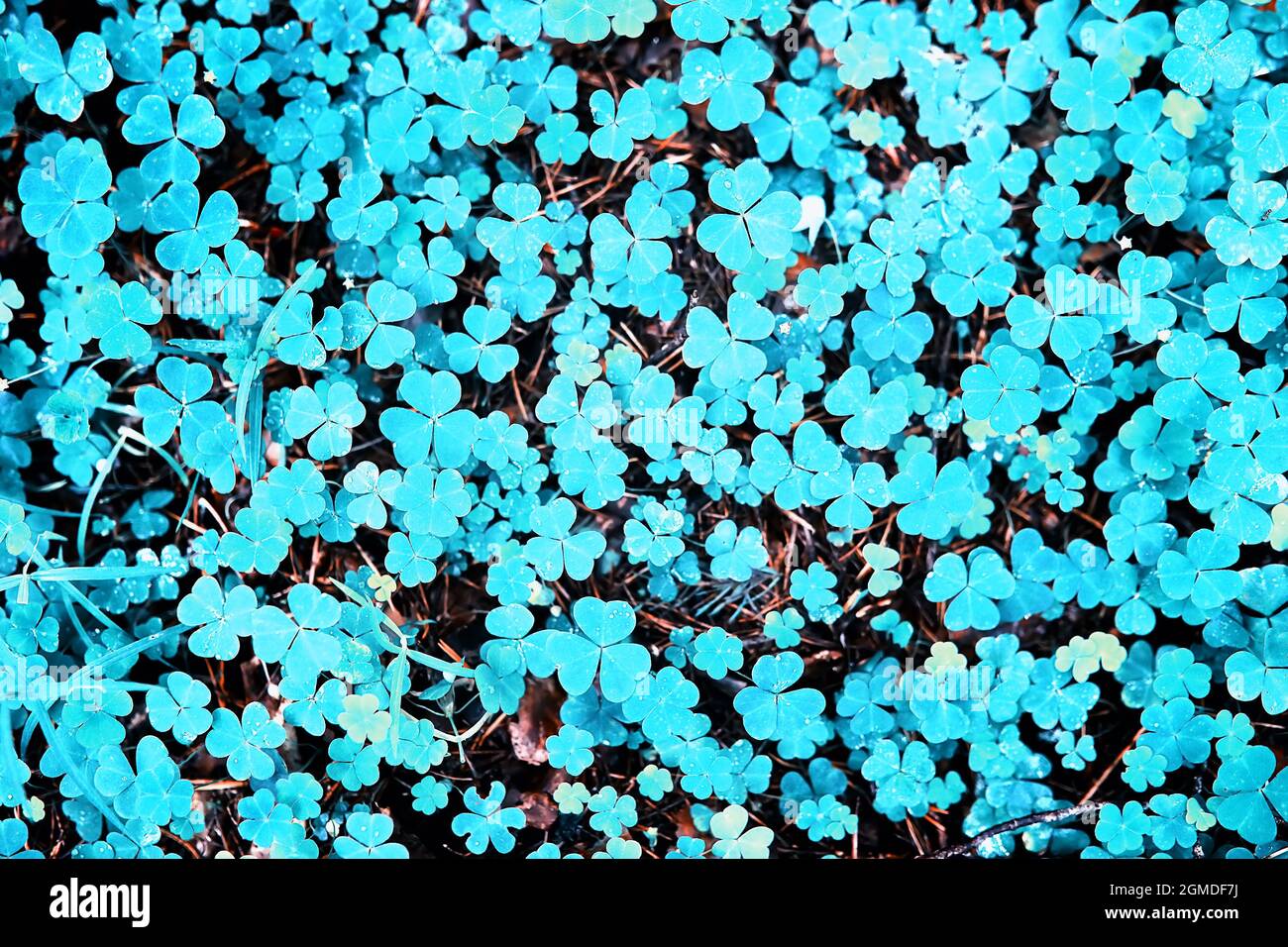 Background from plant clover four leaf. Irish traditional symbol. St ...