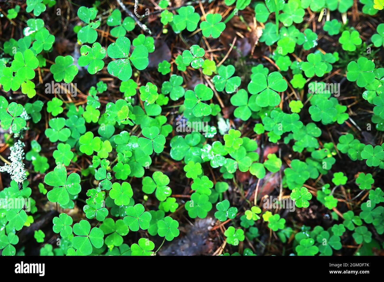 Background from plant clover four leaf. Irish traditional symbol. St ...