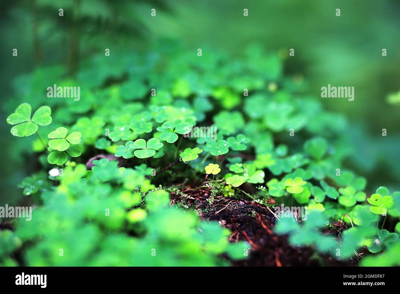 Background from plant clover four leaf. Irish traditional symbol. St ...