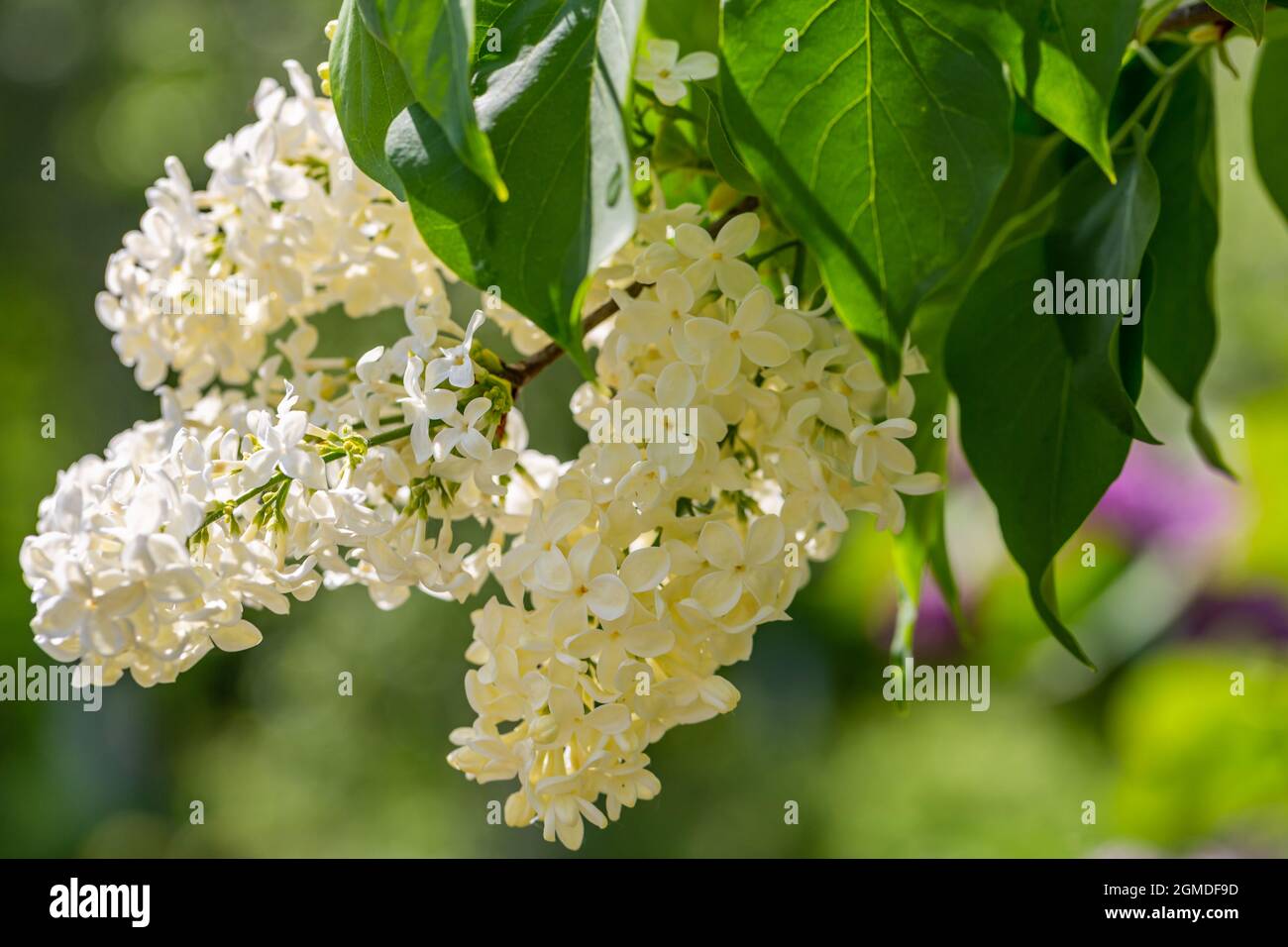 Syringa vulgaris ‘primrose’ hi-res stock photography and images - Alamy