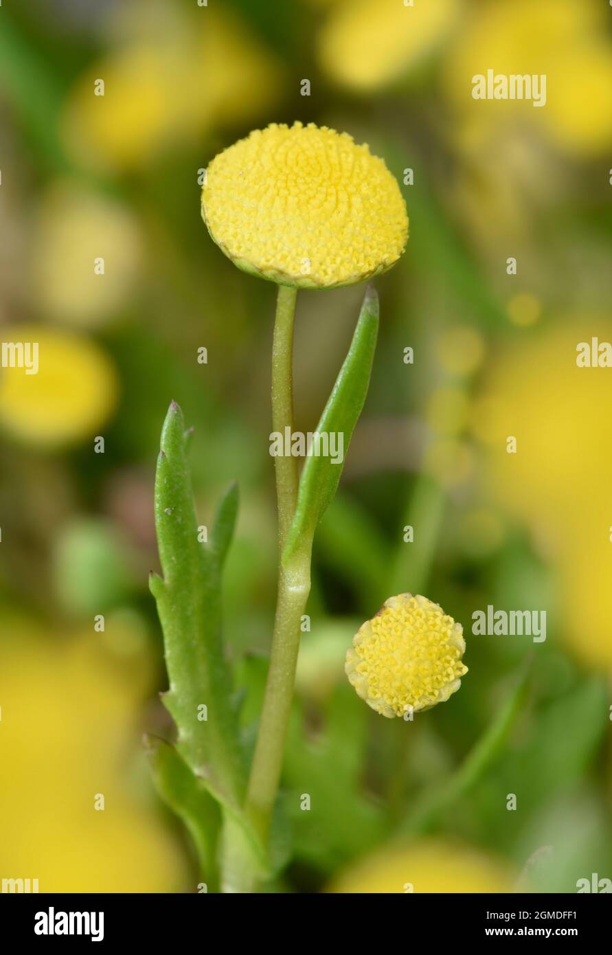 Buttonweed hi-res stock photography and images - Alamy