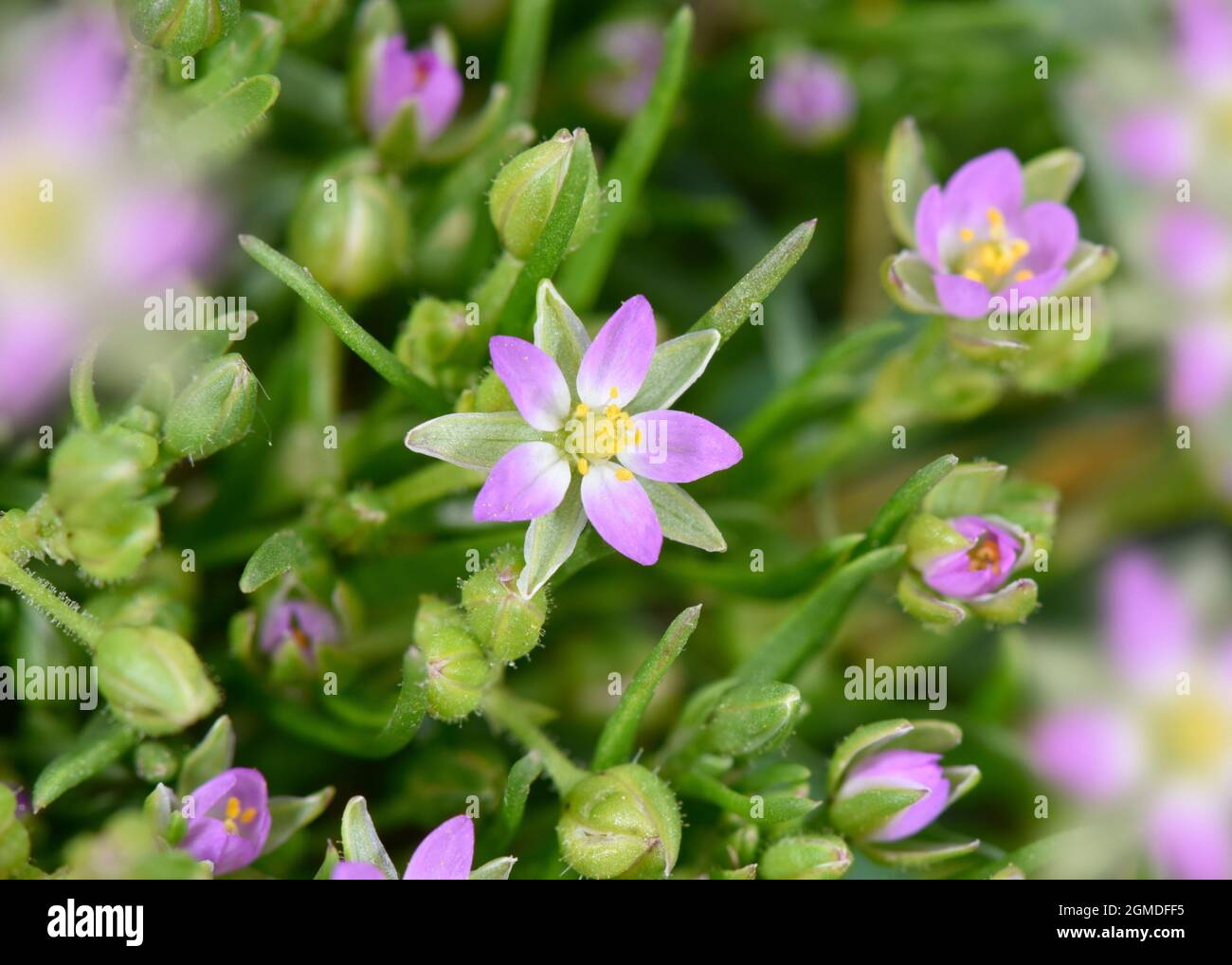 Lesser Sea-spurrey - Spergularia marina Stock Photo - Alamy