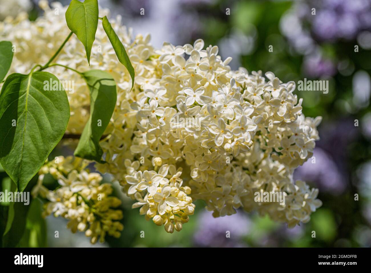 Syringa vulgaris ‘primrose’ hi-res stock photography and images - Alamy