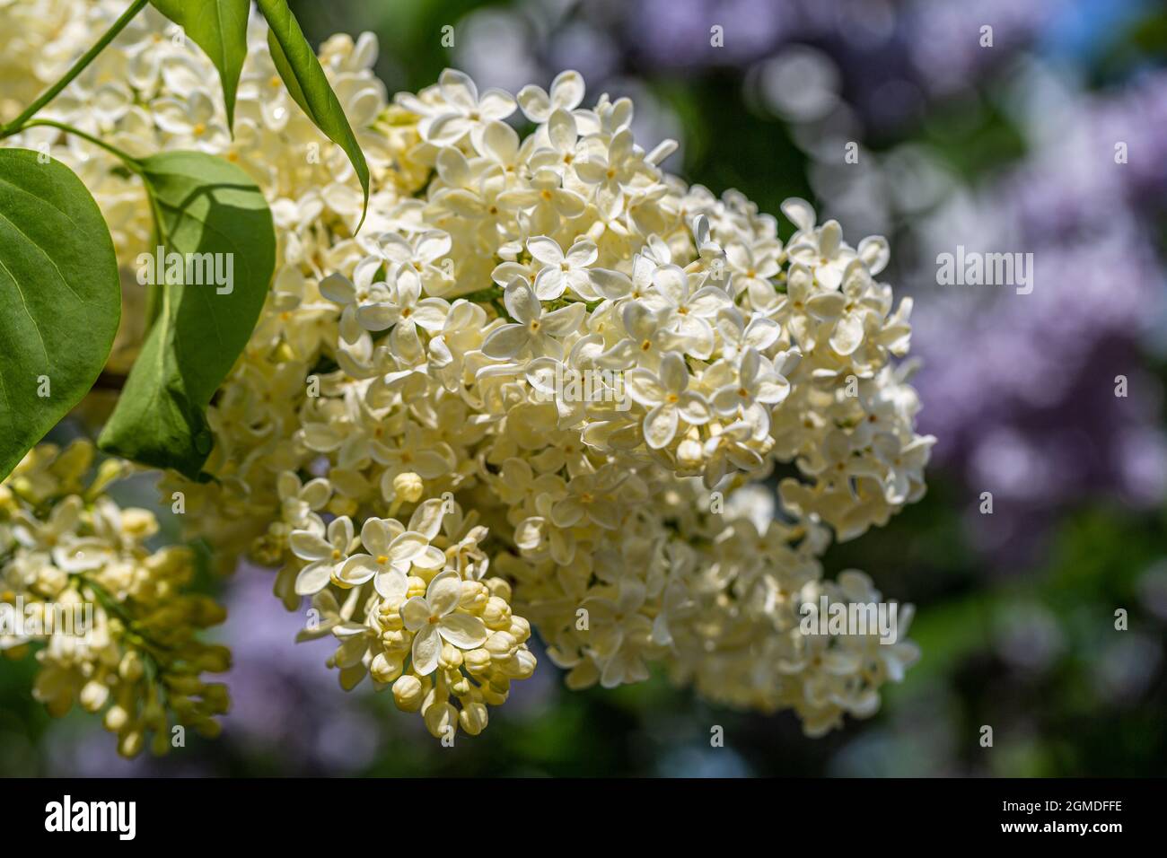 Syringa vulgaris ‘primrose’ hi-res stock photography and images - Alamy