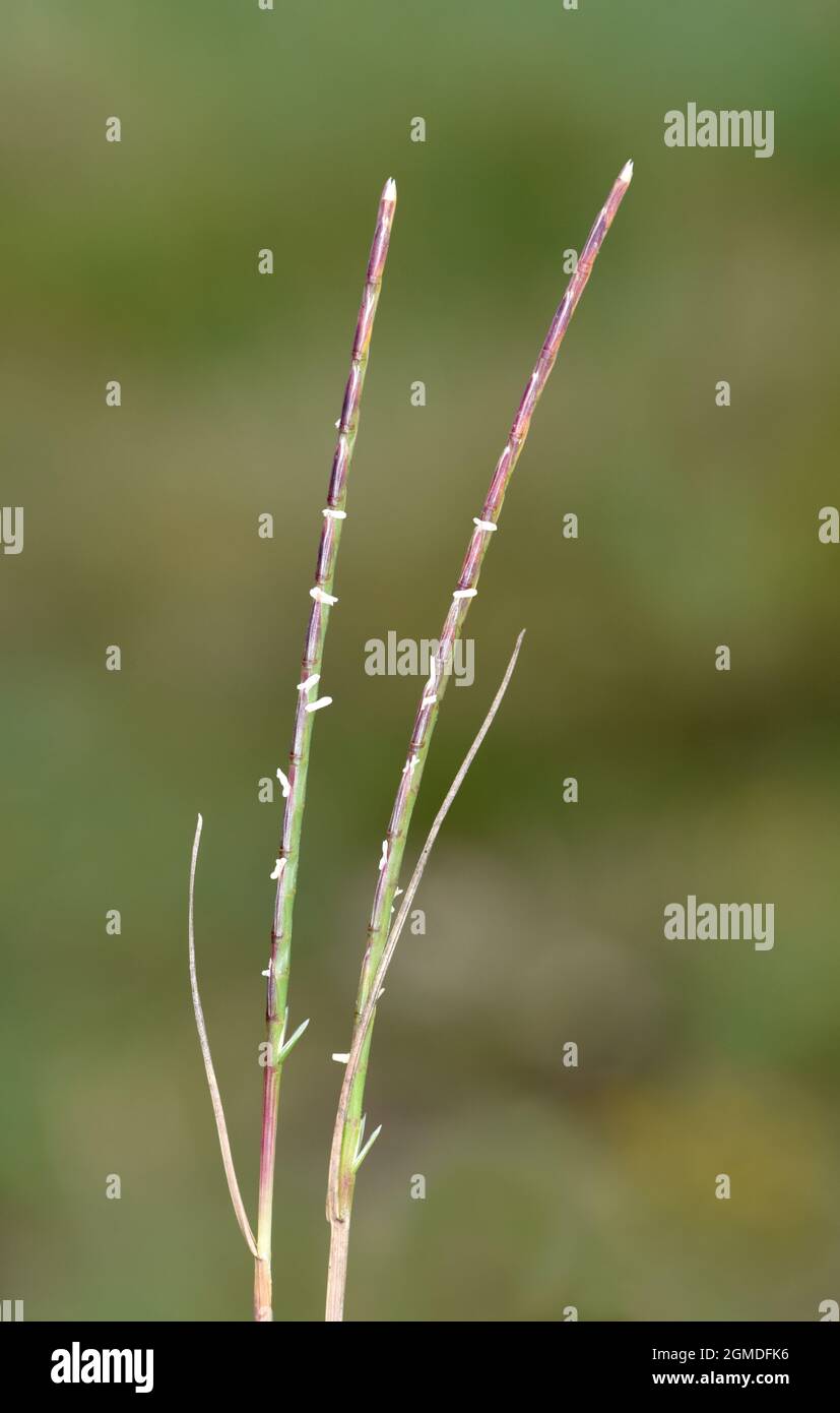 Hard-grass - Parapholis strigosa Stock Photo - Alamy