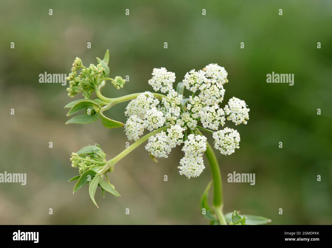 Wild Celery - Apium graveolens Stock Photo - Alamy