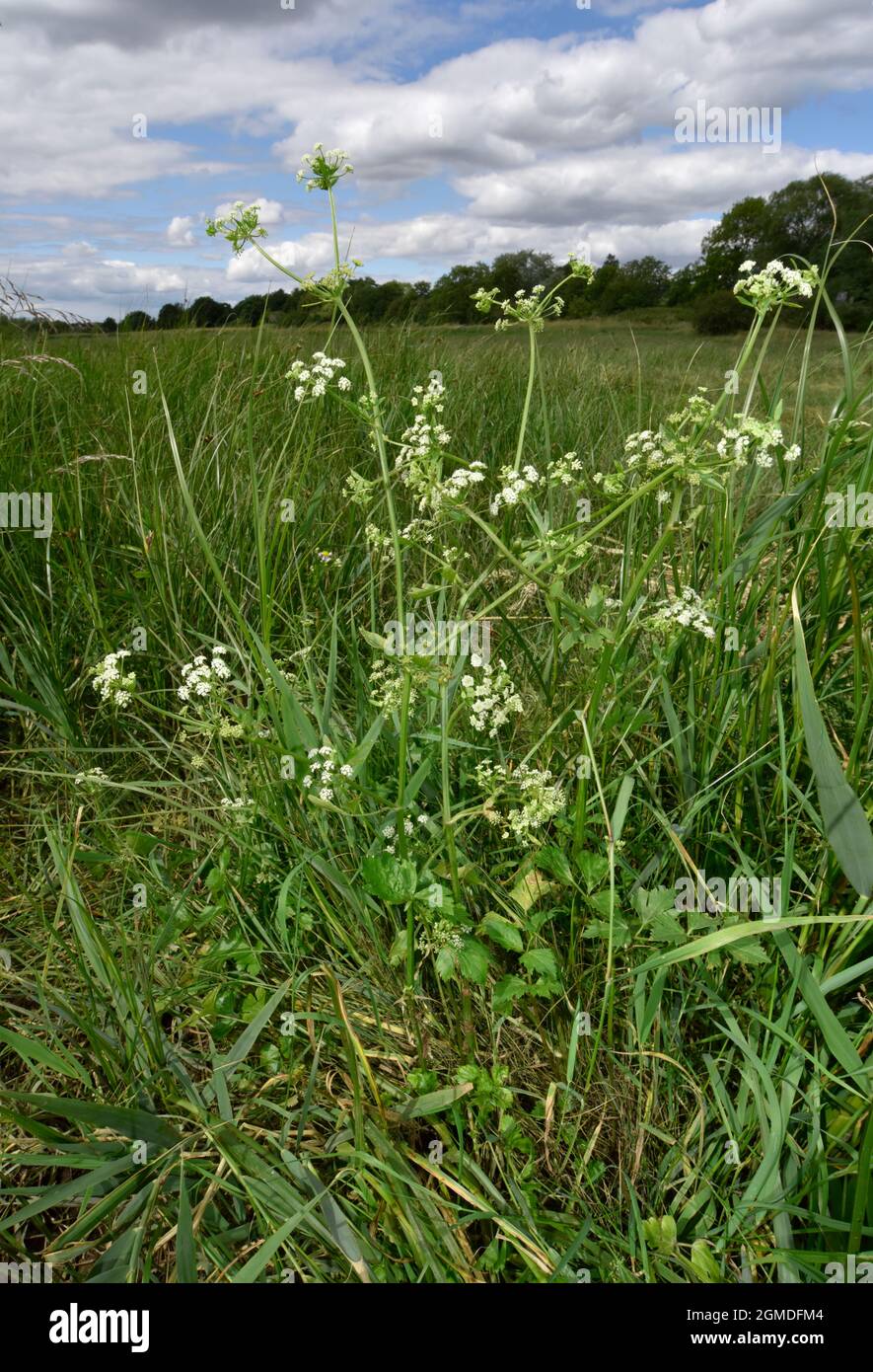 Wild Celery- Apium graveolens Stock Photo - Alamy