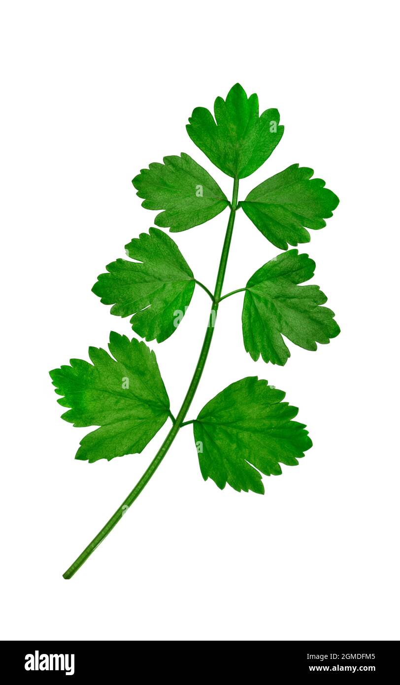 Wild celery apium graveolens Cut Out Stock Images & Pictures - Alamy