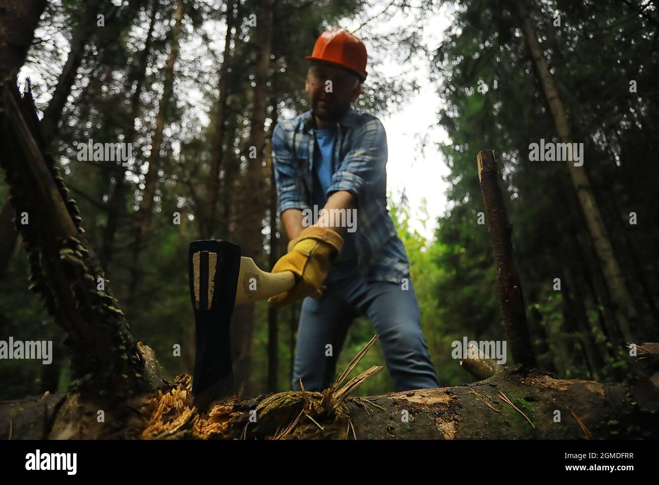 Male worker with ax chopping a tree in the forest Stock Photo - Alamy
