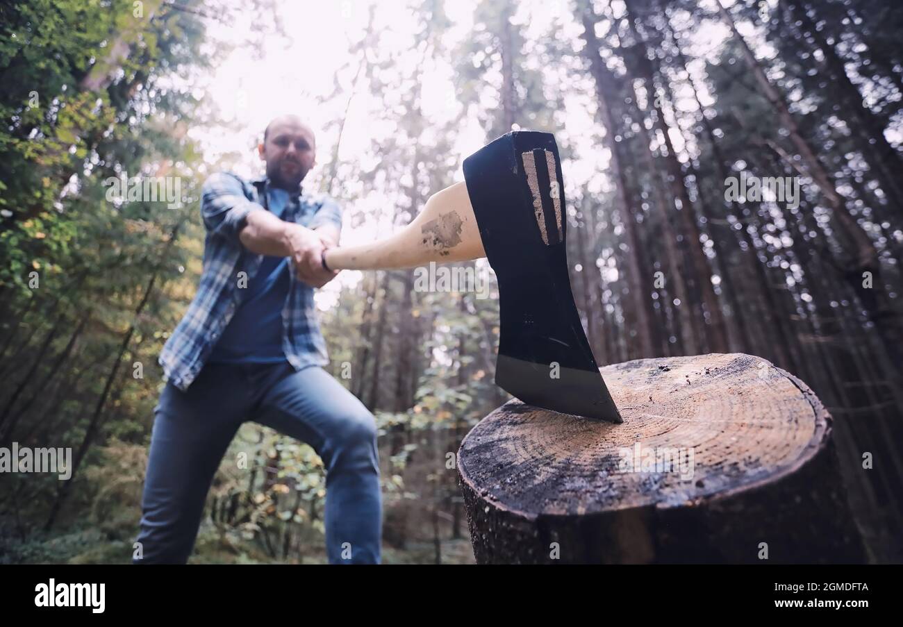 Male lumberjack in the forest. Professional woodcutter inspects trees ...
