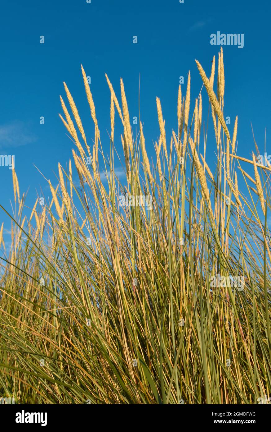 Marram - Ammophila arenaria Stock Photo - Alamy