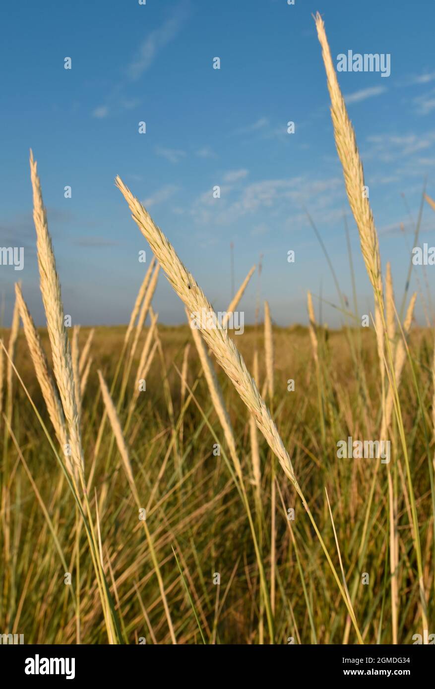 Marram grass flower hi-res stock photography and images - Alamy