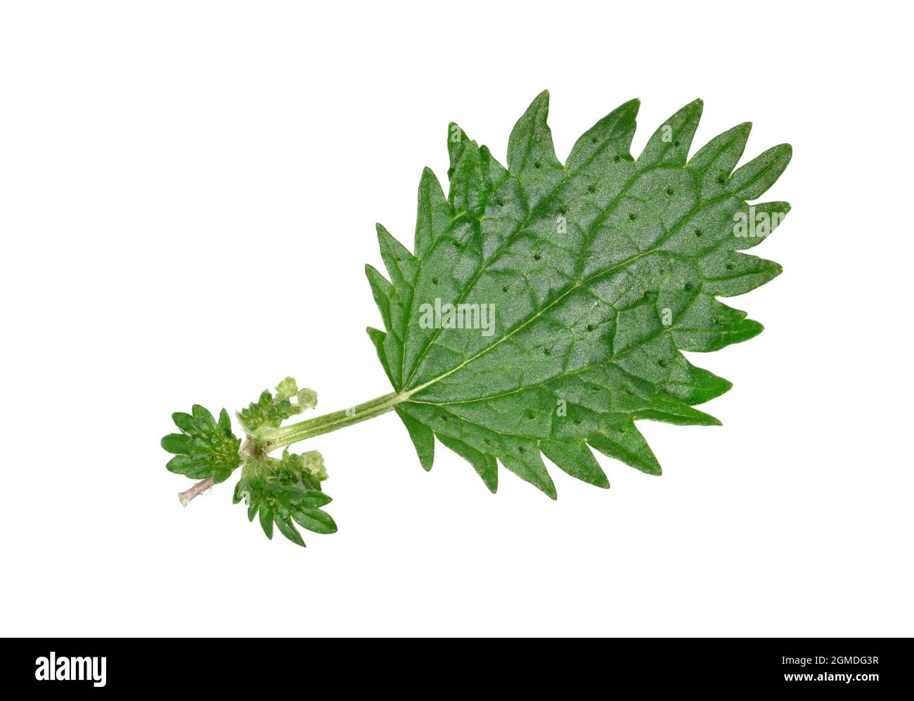 Small Nettle - Urtica urens Stock Photo - Alamy