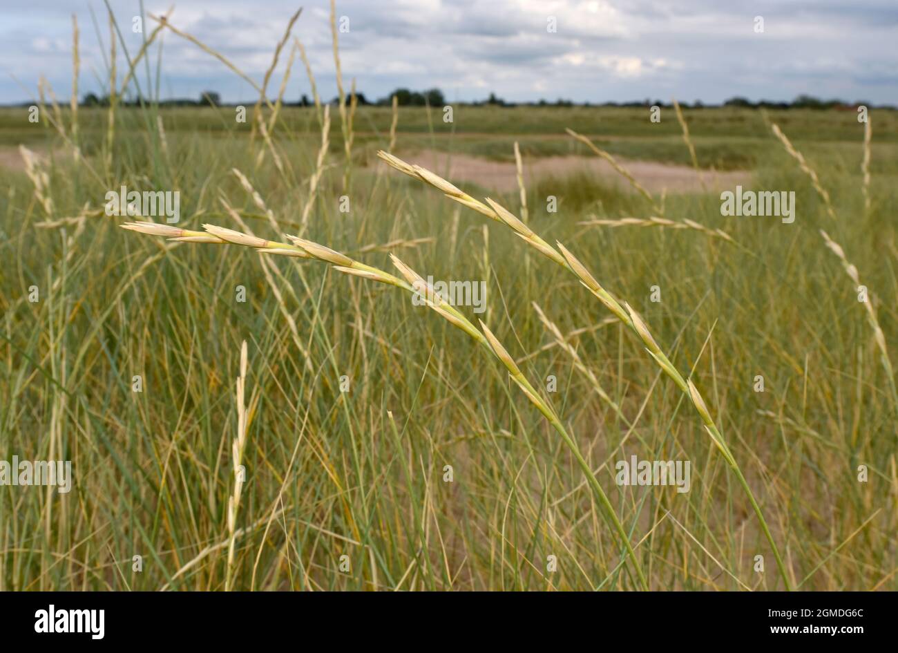 Sand couch grass hi-res stock photography and images - Alamy