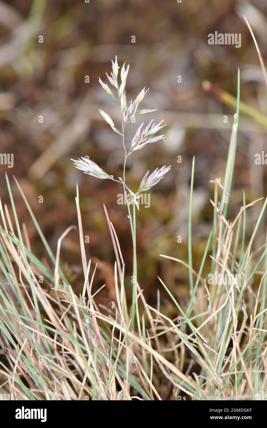 Grey Hair-grass - Corynephorus canescens Stock Photo - Alamy