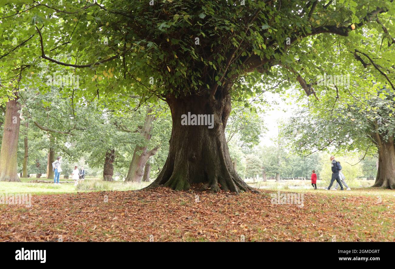 Dunham Massey Park in autumn. Manchester England Stock Photo - Alamy