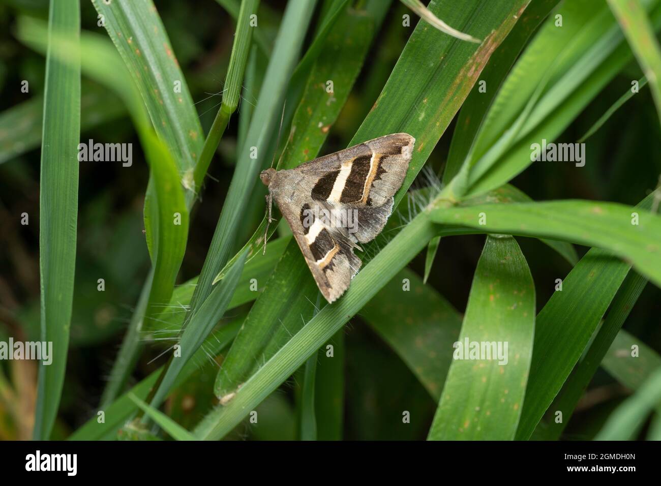 Grammodes geometrica hi-res stock photography and images - Alamy