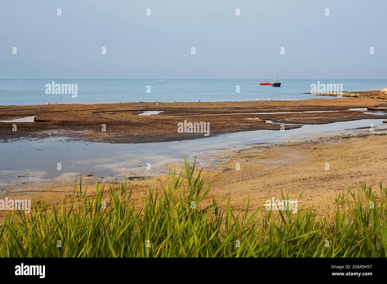 A stretch of the Apulian coast with posidonia algae and seagulls and ...