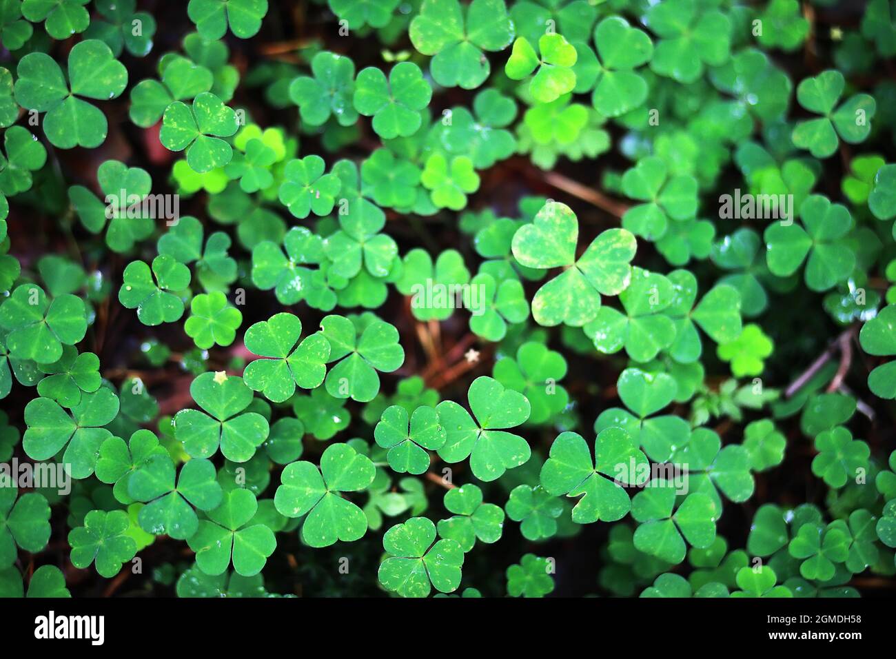 Background from plant clover four leaf. Irish traditional symbol. St ...